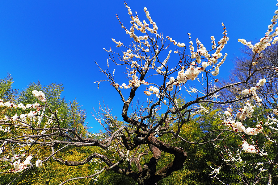 「花写真撮影塾」作例写真